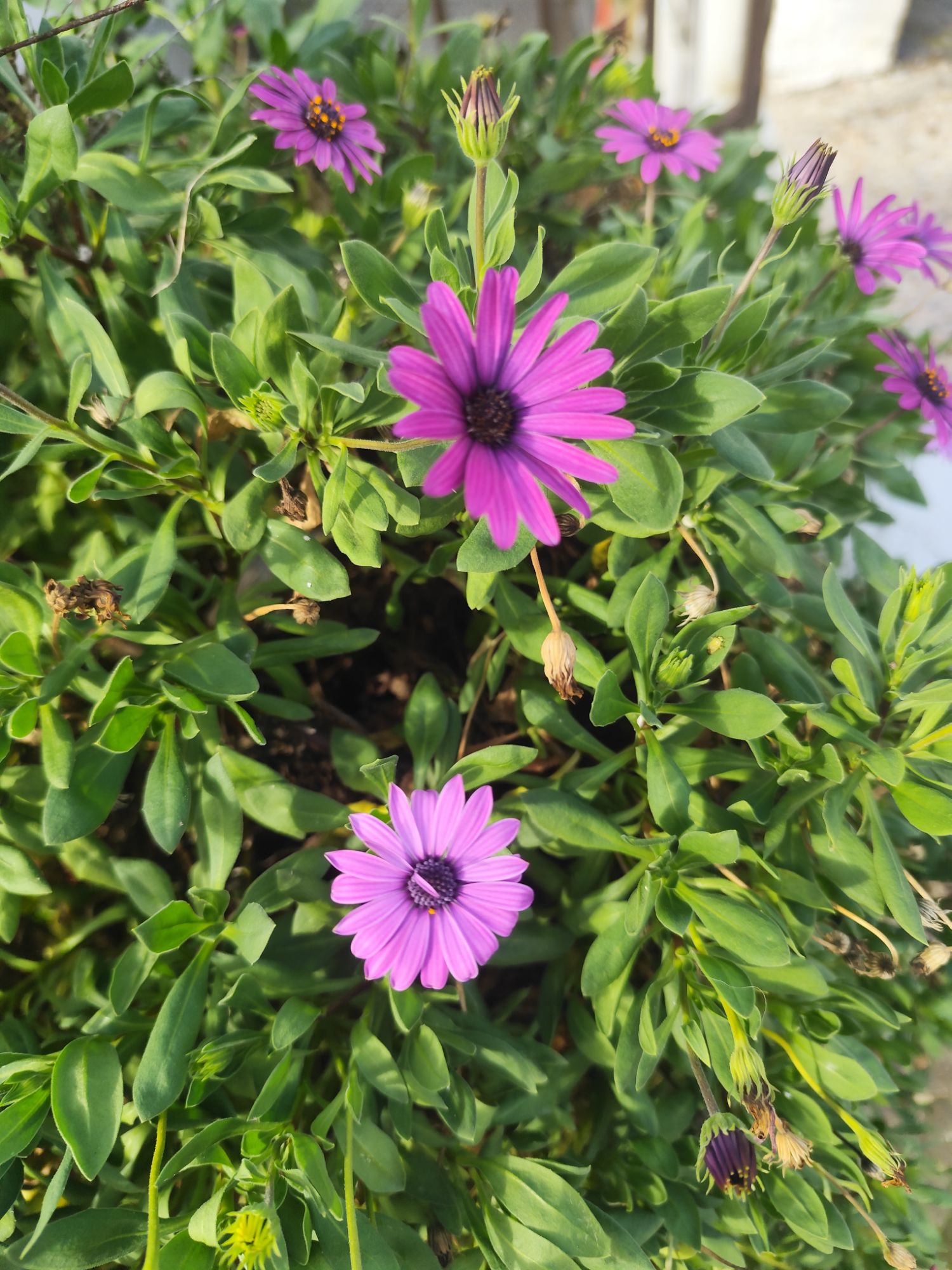 Dimorphotheca ecklonis (Cape Daisy) - Planavera