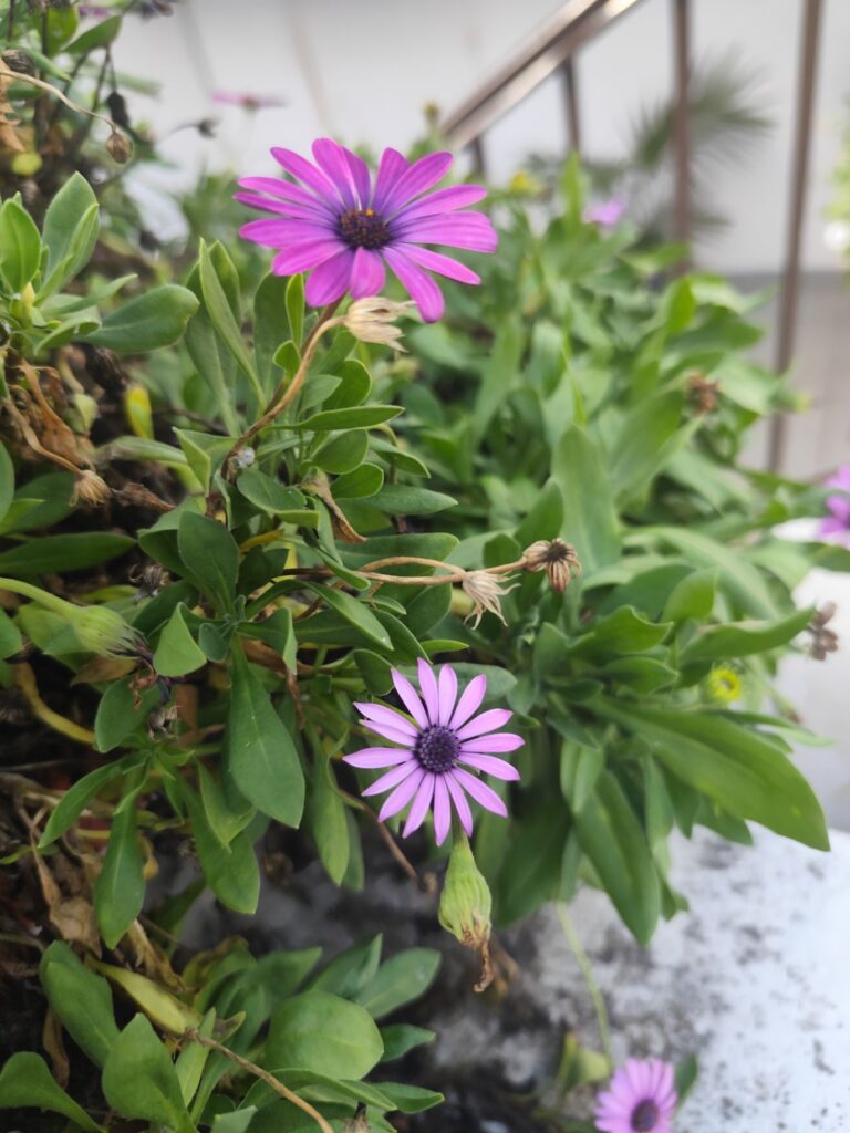 Dimorphotheca ecklonis (Cape Daisy) - Planavera